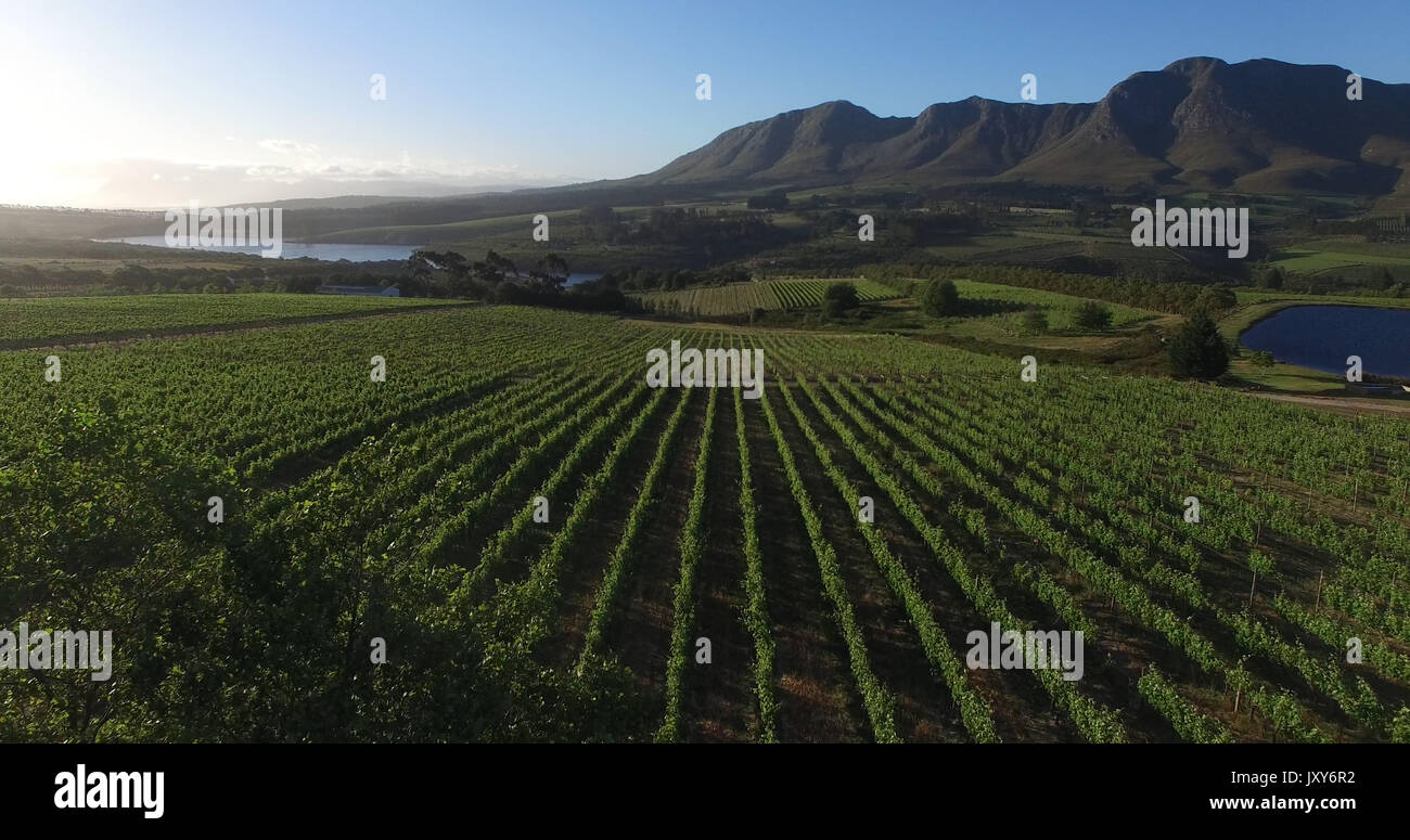 Aerial view of vineyard hi-res stock photography and images - Alamy