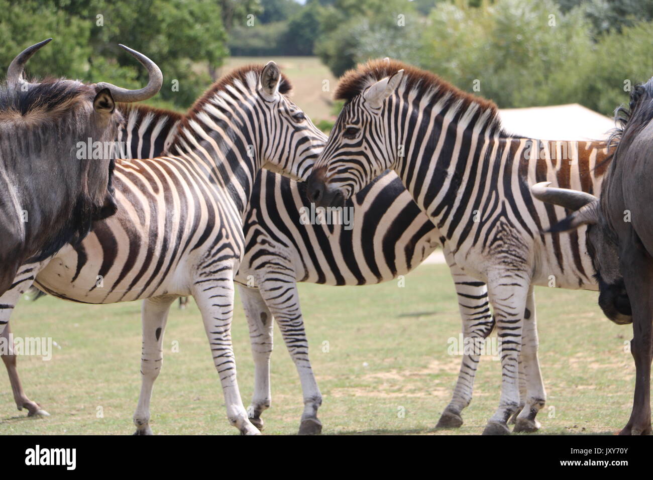 Zebra trail hi-res stock photography and images - Alamy