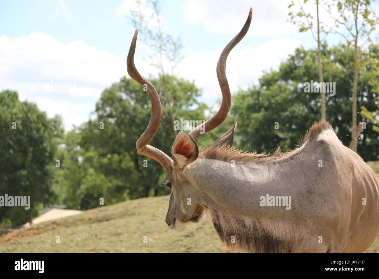 Doe eye hi-res stock photography and images - Alamy