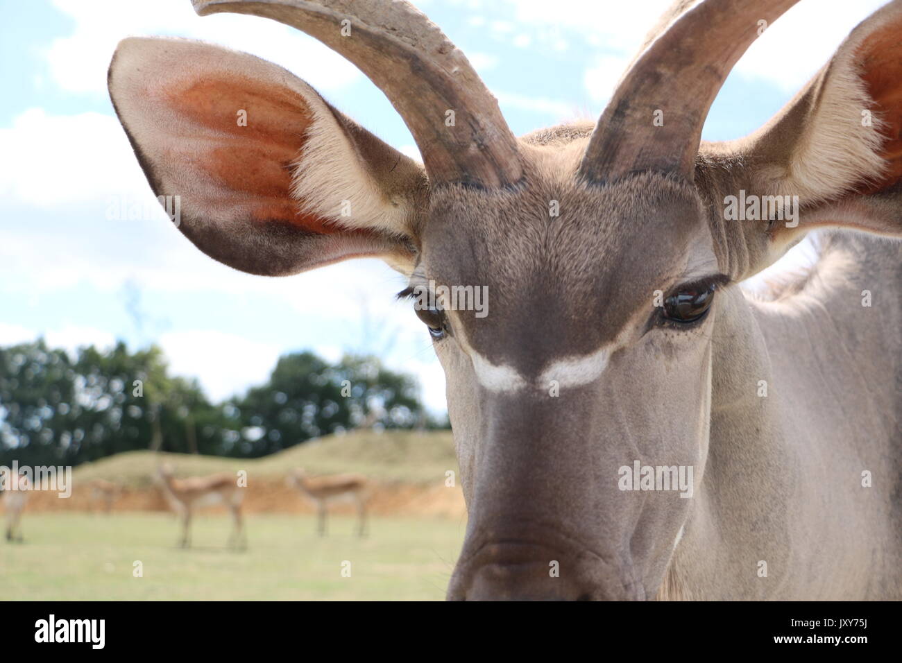Kudu trail hi-res stock photography and images - Alamy