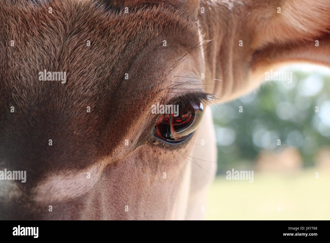 Kudu trail hi-res stock photography and images - Alamy