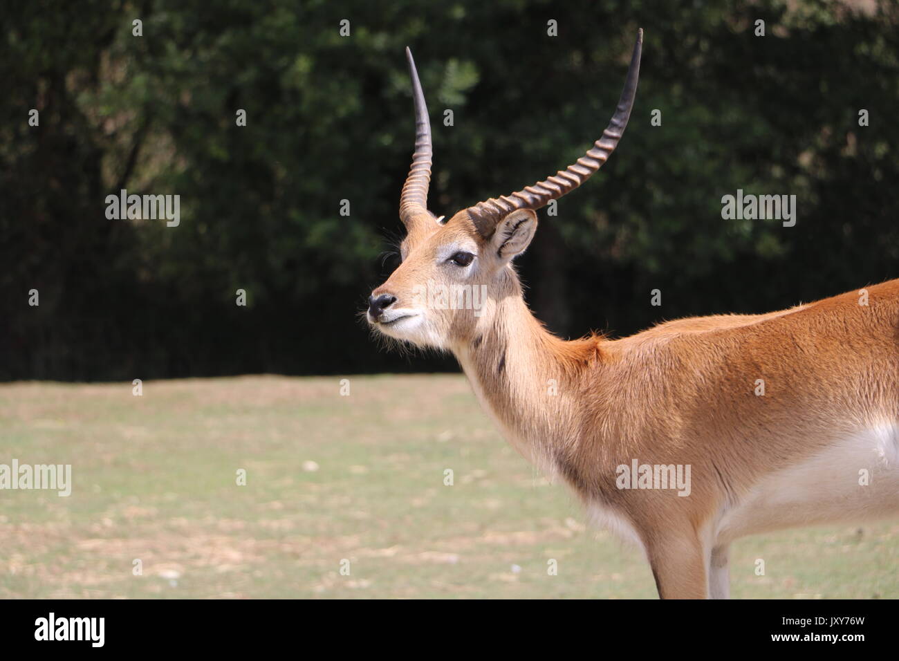 Coudou hi-res stock photography and images - Alamy