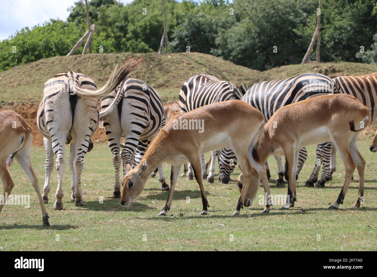 Zebras muzzle hi-res stock photography and images - Alamy