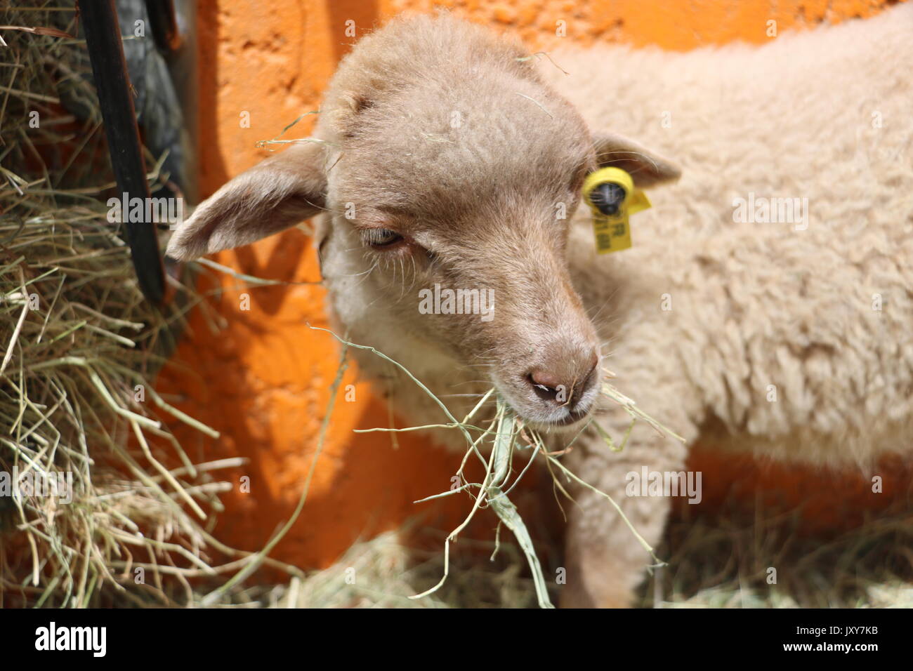 White sheeps hi-res stock photography and images - Alamy