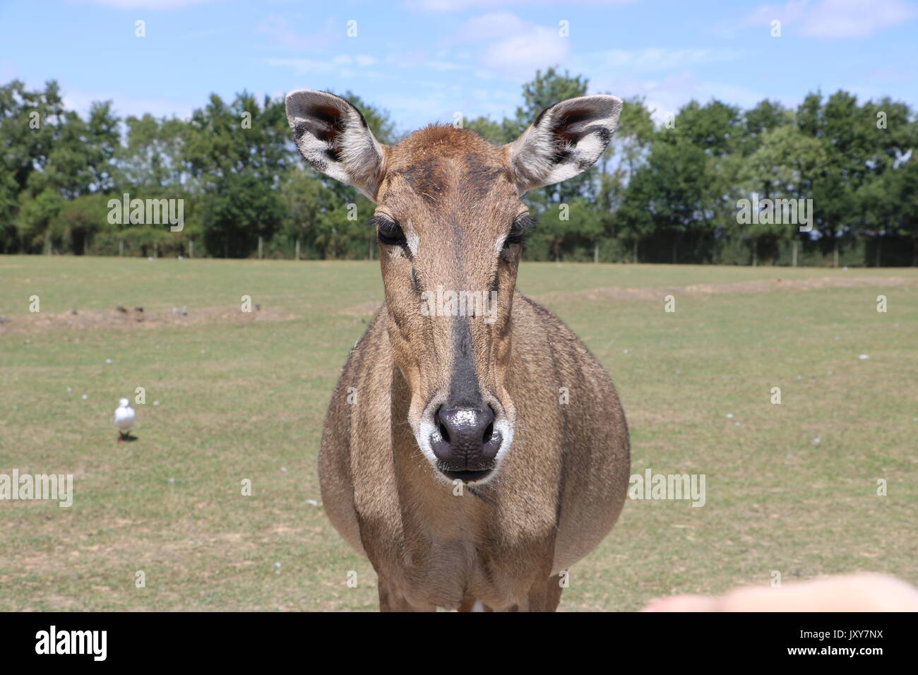 Doe eyes hi-res stock photography and images - Alamy