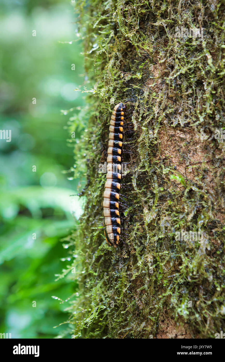 Flat-backed millipede on tree Monteverde Costa Rica Stock Photo - Alamy