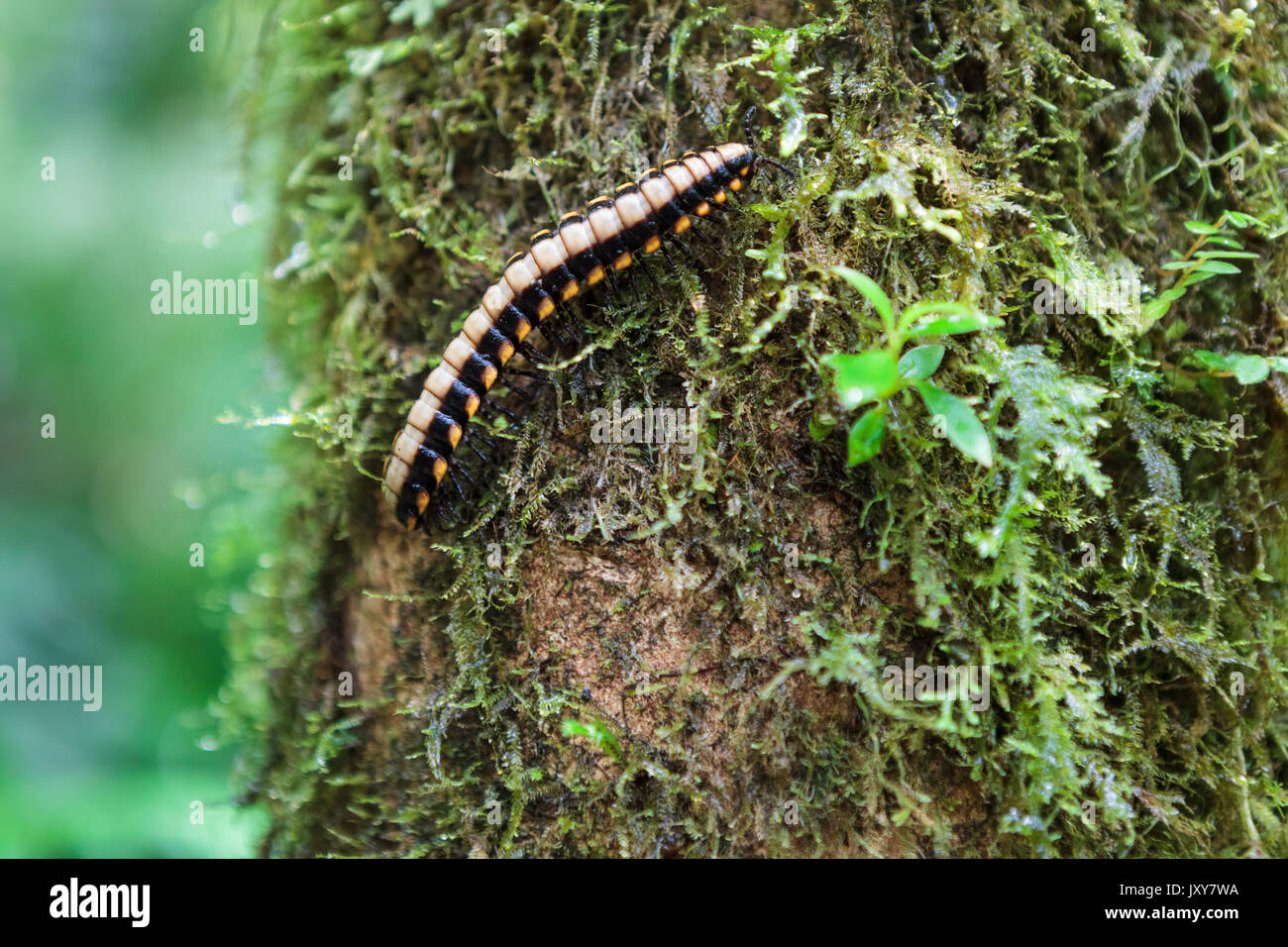 Millipede rainforest tree hi-res stock photography and images - Alamy