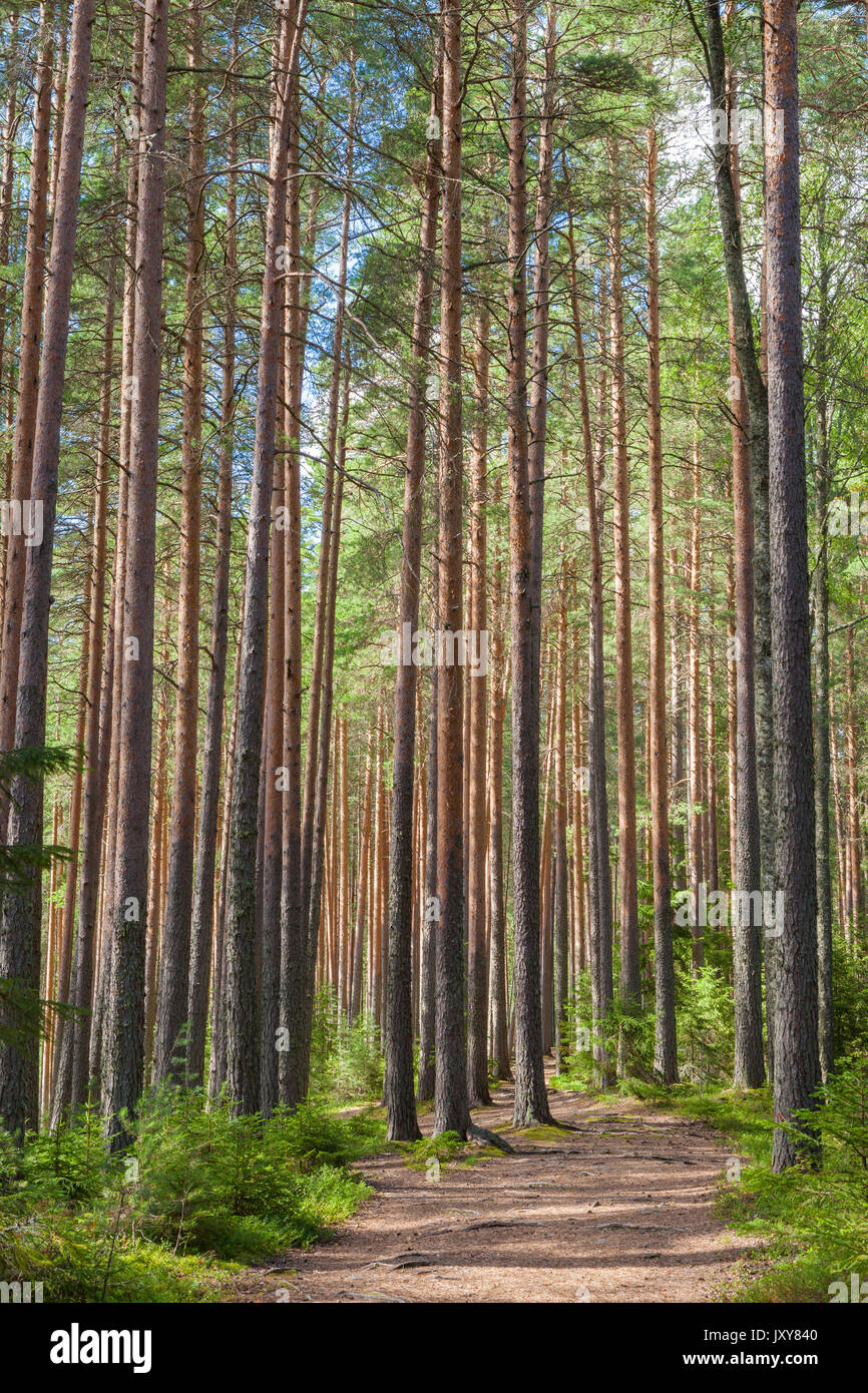 Path in pine tree hi-res stock photography and images - Alamy