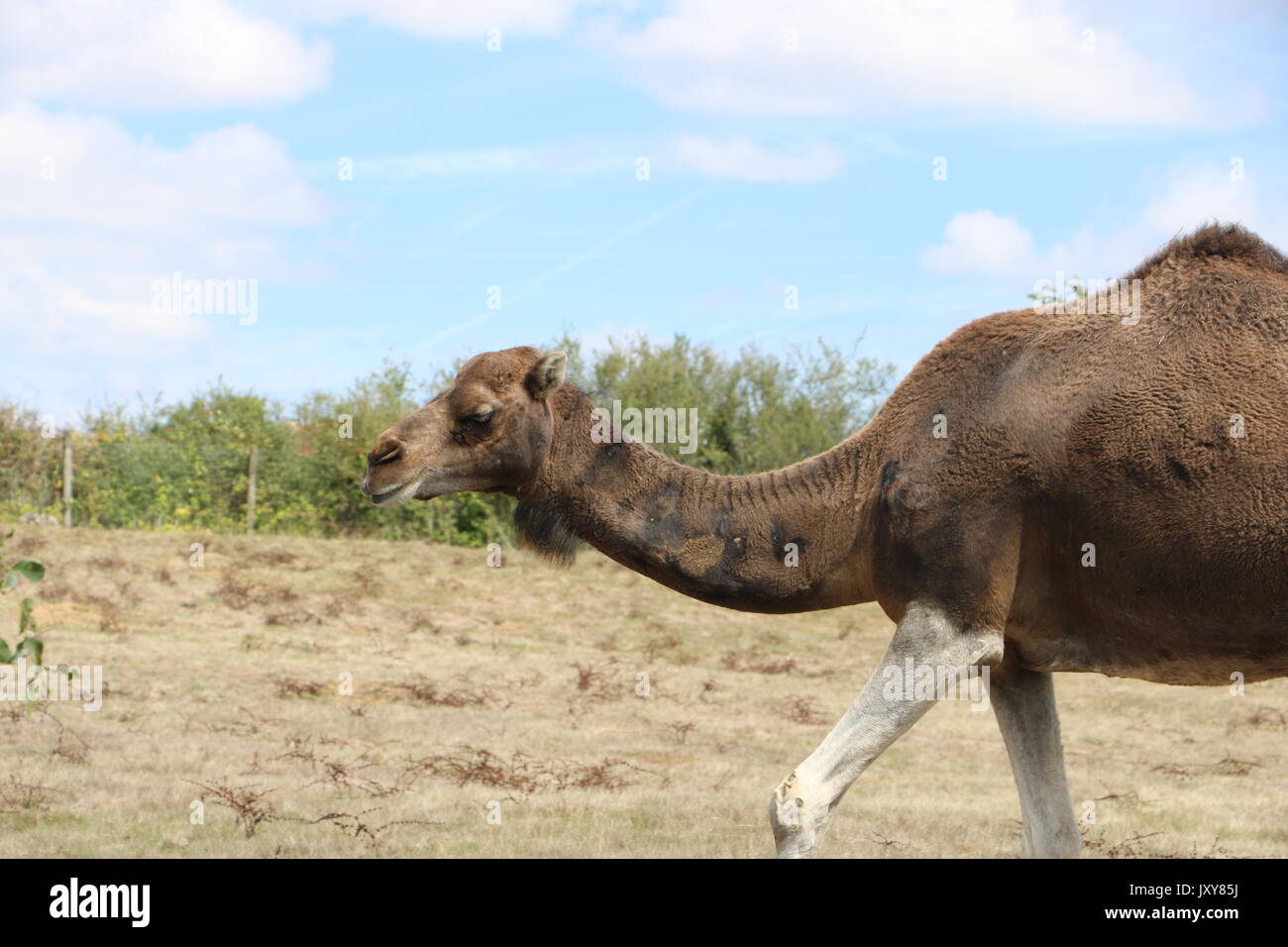 Green camel hi-res stock photography and images - Alamy