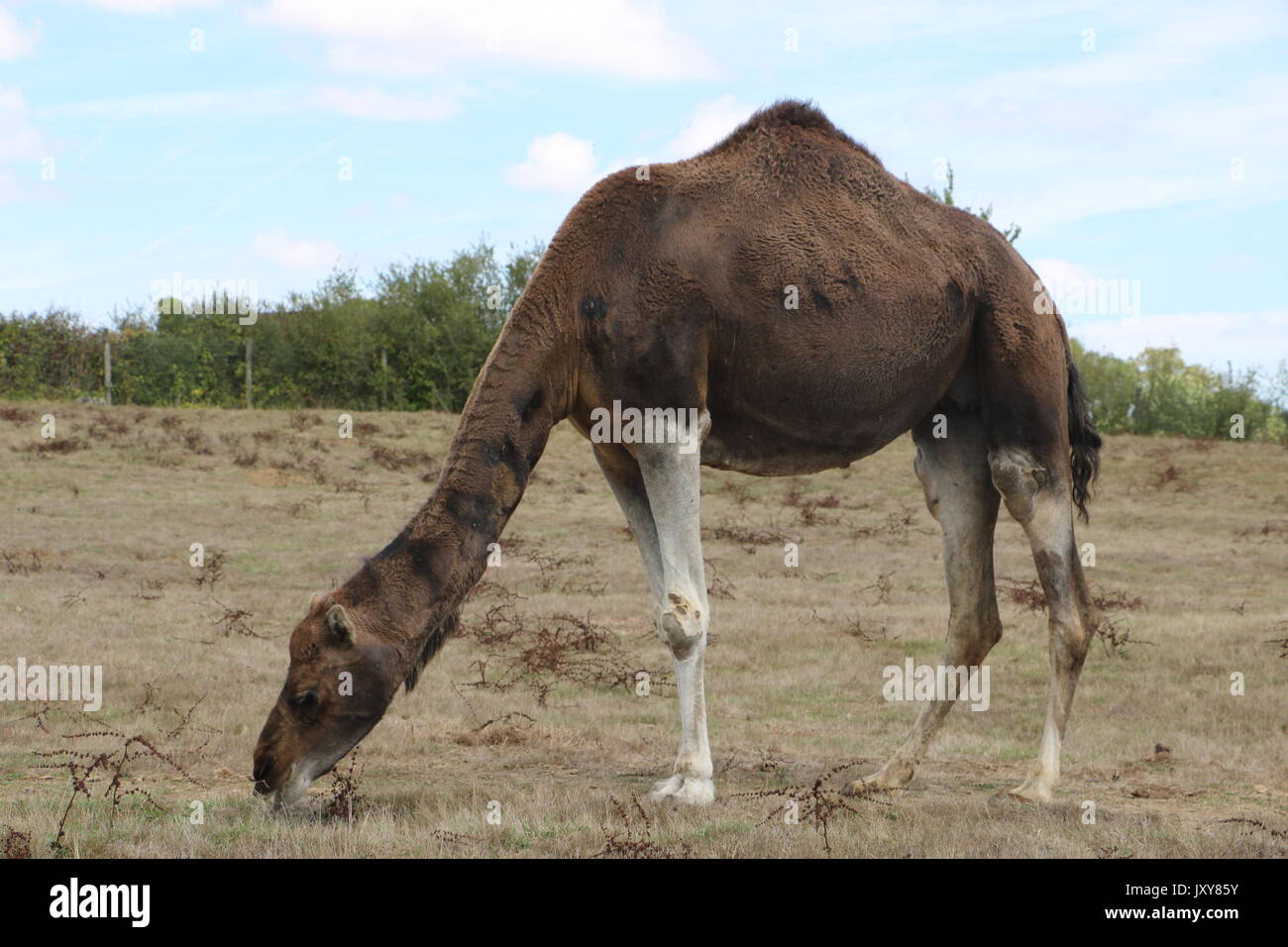 Green camel hi-res stock photography and images - Alamy