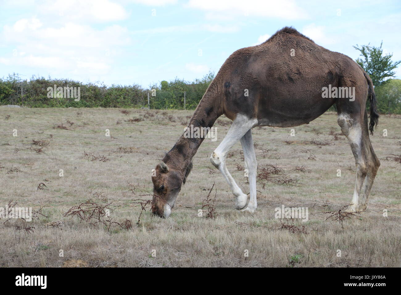 Green camel hi-res stock photography and images - Alamy
