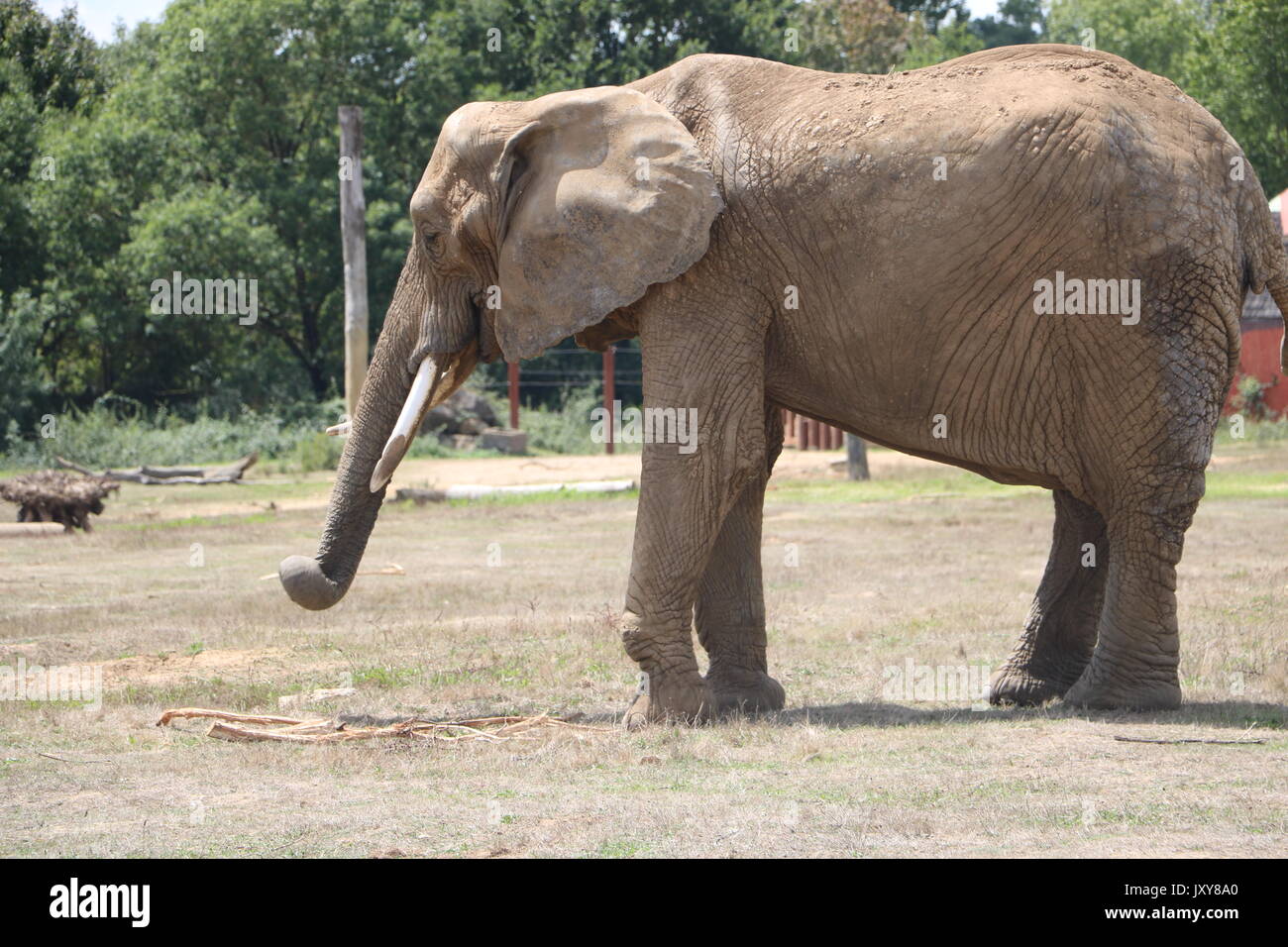 Hear of elephants hi-res stock photography and images - Alamy