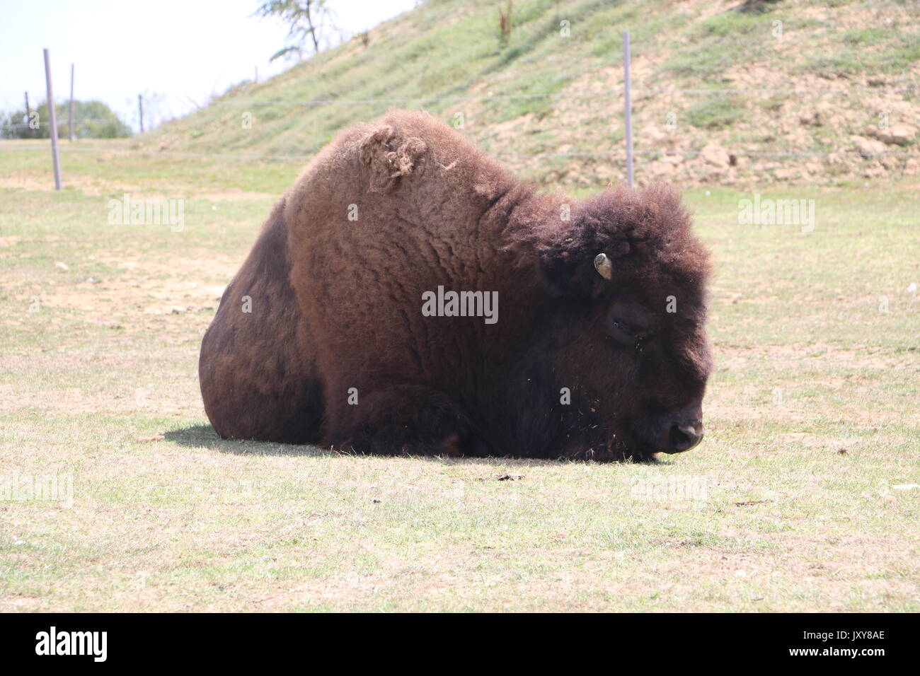 Bison zoology hi-res stock photography and images - Alamy