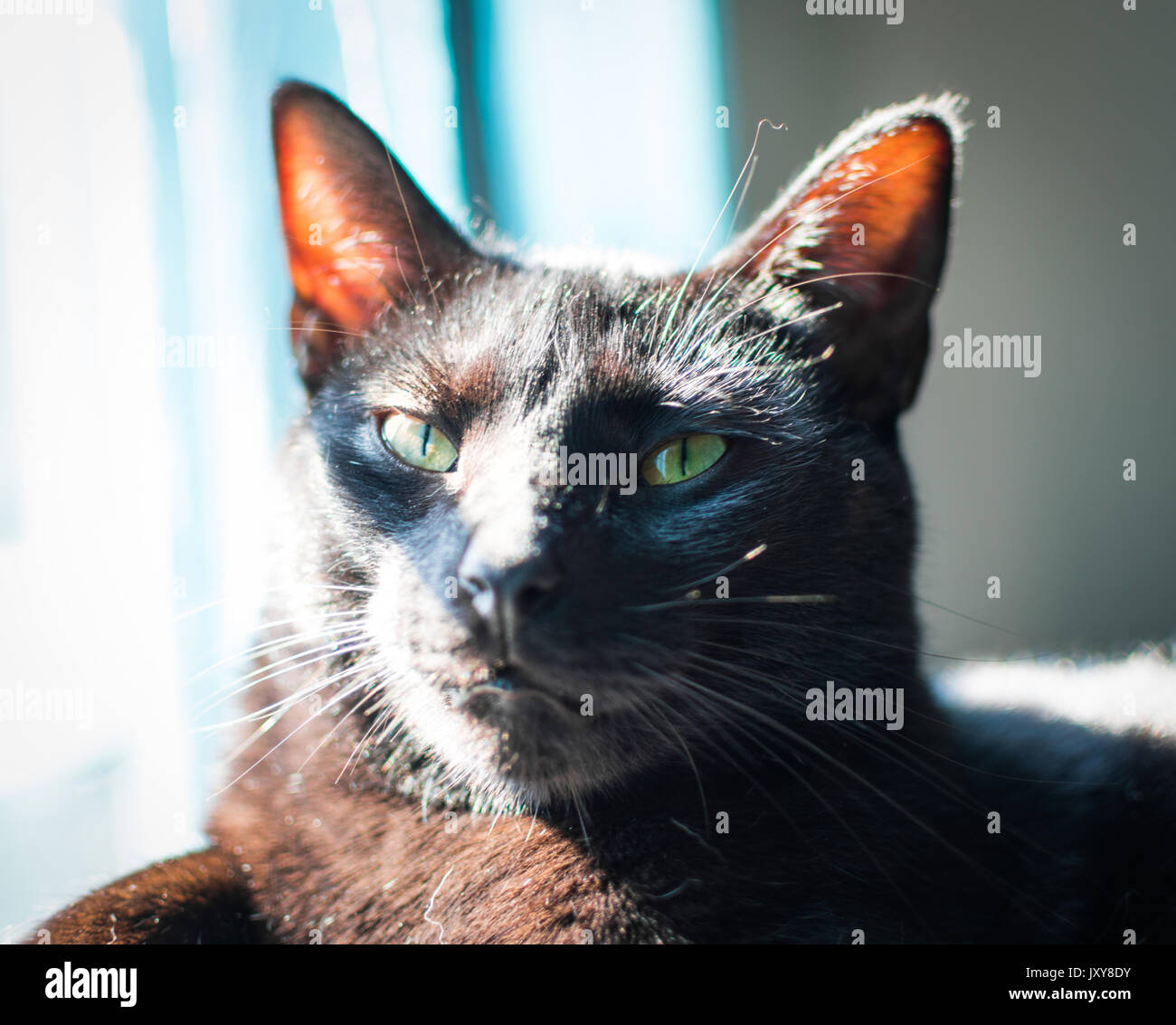 Black cat in sunbeam hi-res stock photography and images - Alamy