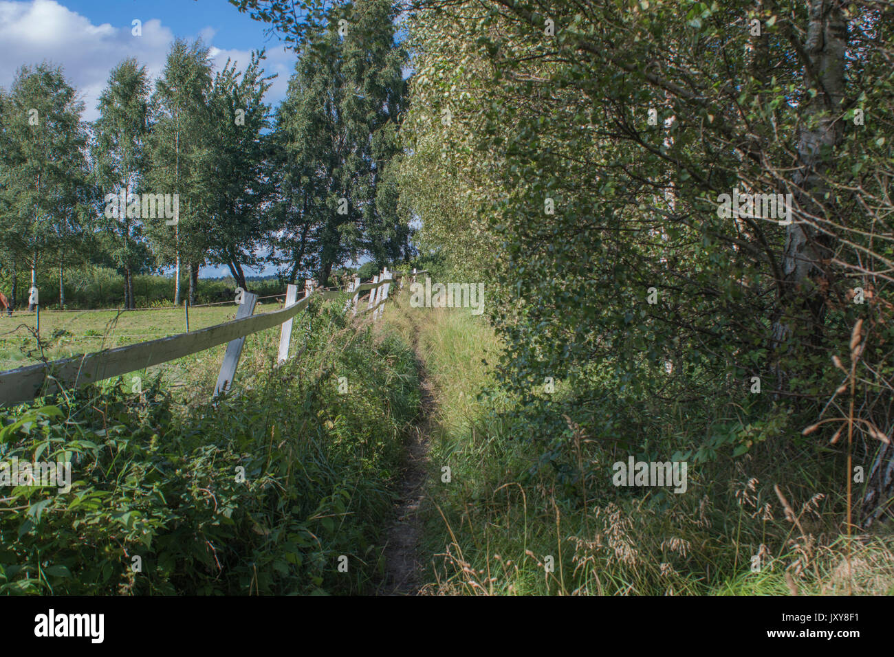 Overgrown Forest Stock Photos & Overgrown Forest Stock Images - Alamy