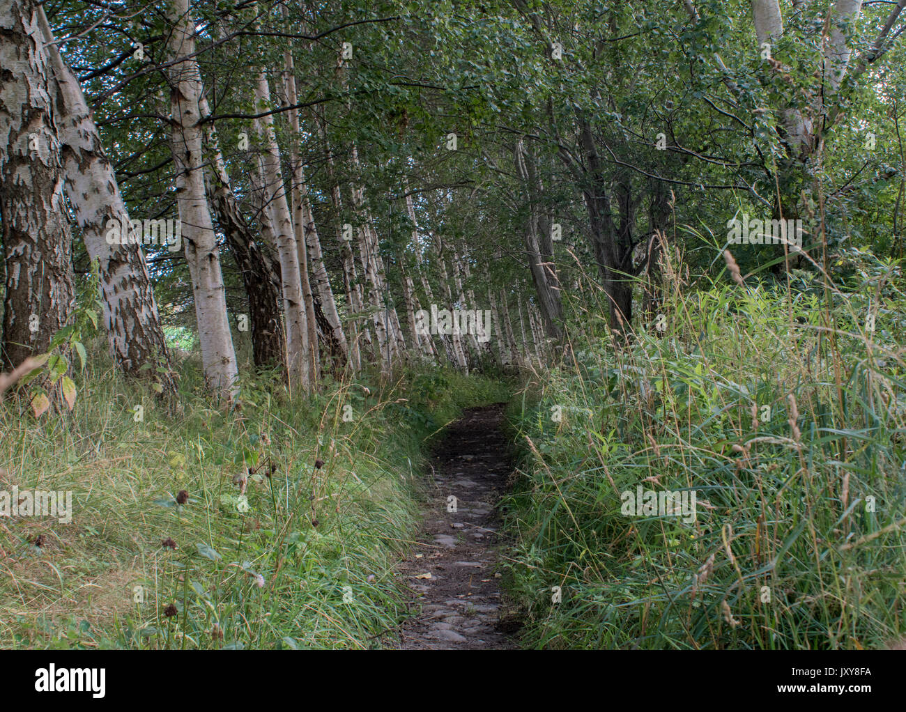 Stylish forest path. Picture taken with Sony a6300 Stock Photo - Alamy