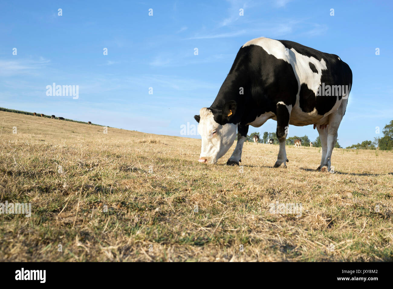 Short dry grass hi-res stock photography and images - Alamy