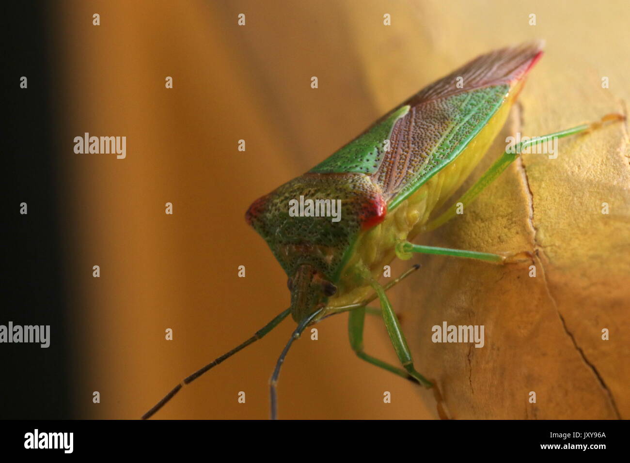 Chust hi-res stock photography and images - Alamy