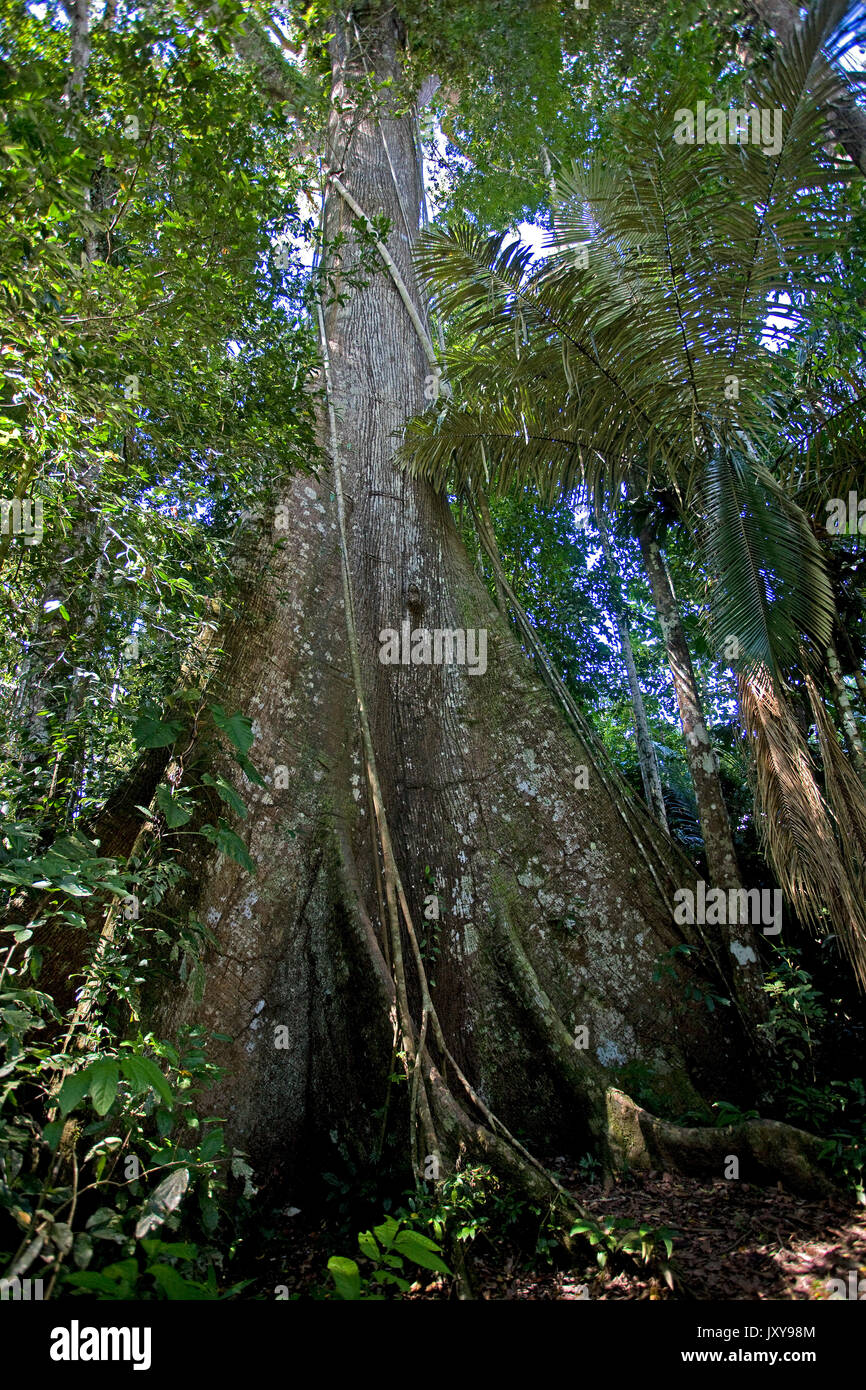 Rainforest in manu national park hi-res stock photography and images ...