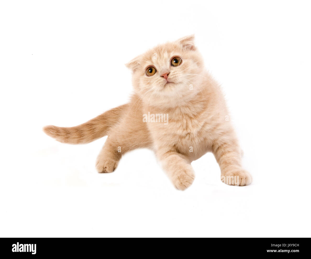 CREAM SCOTTISH FOLD KITTEN AGAINST WHITE BACKGROUND Stock Photo - Alamy