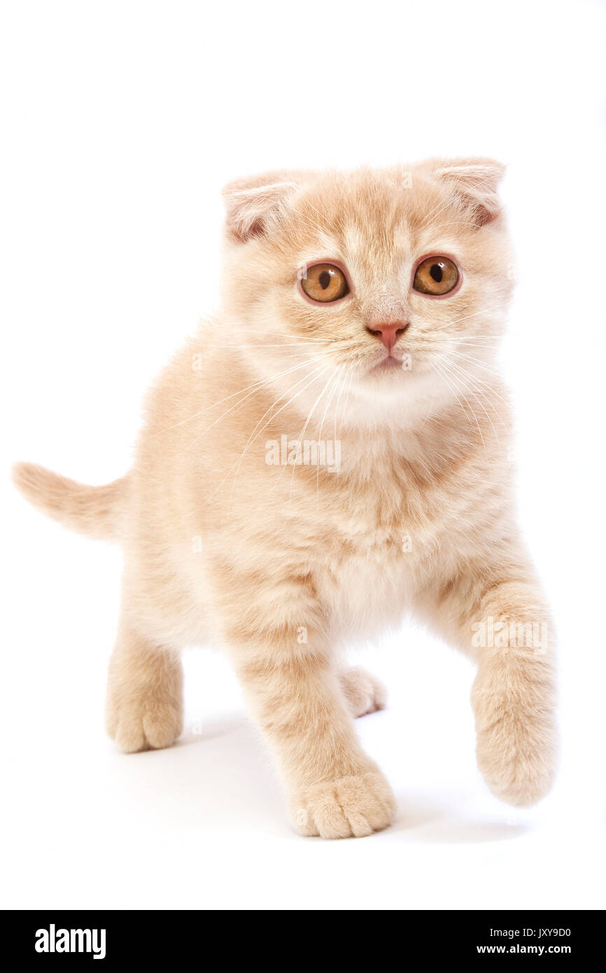 CREAM SCOTTISH FOLD KITTEN AGAINST WHITE BACKGROUND Stock Photo - Alamy