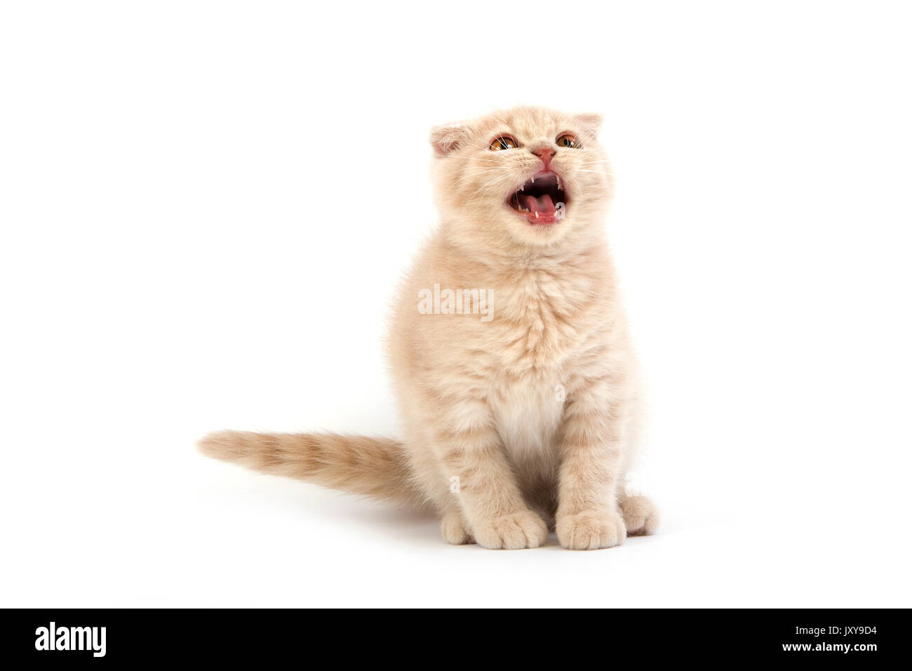CREAM SCOTTISH FOLD KITTEN, MEOWING AGAINST WHITE BACKGROUND Stock ...
