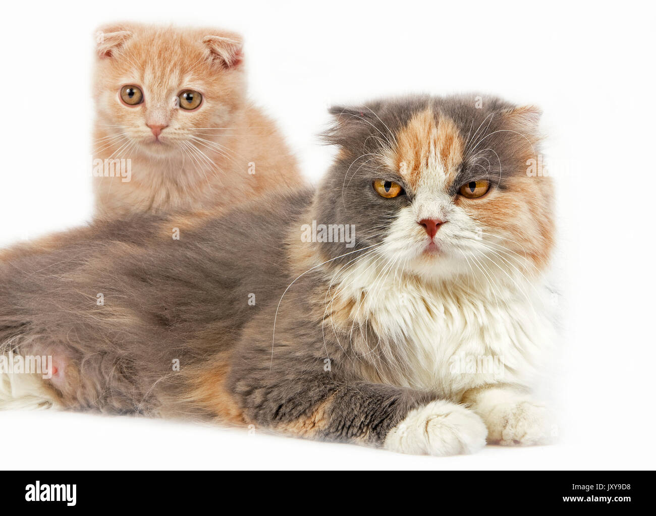 BLUE CREAM AND WHITE HIGHLAND FOLD FEMALE WITH ITS CREAM SCOTTISH FOLD ...