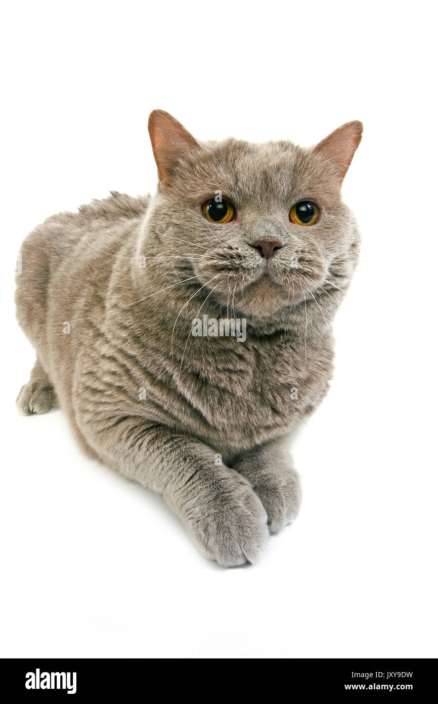 LILAC SELF BRITISH SHORTHAIR CAT, FEMALE AGAINST WHITE BACKGROUND Stock ...