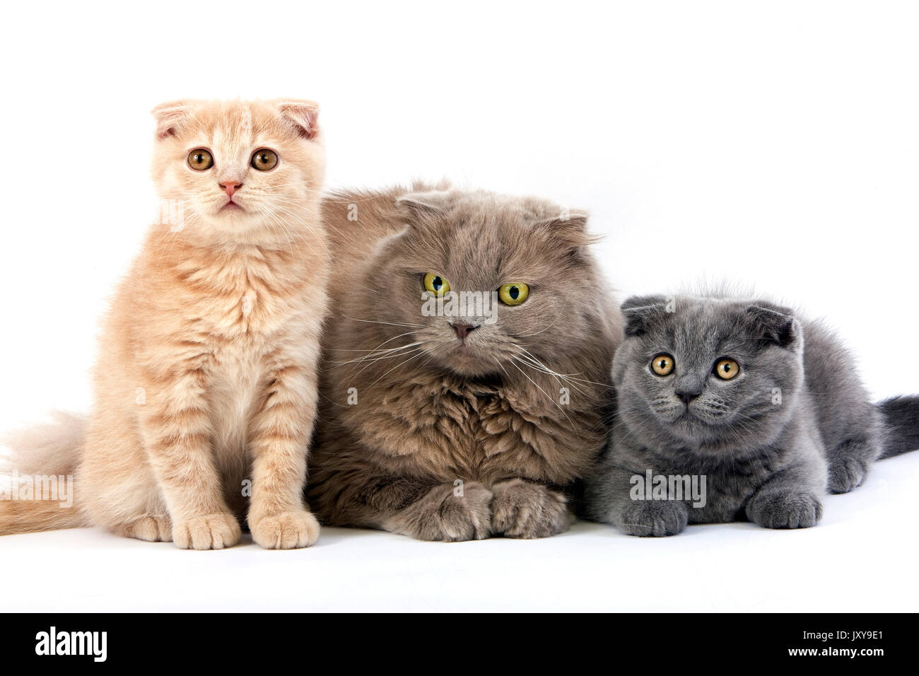 LILAC SELF HIGHLAND FOLD FEMALE WITH BLUE AND CREAM SCOTTISH FOLD ...