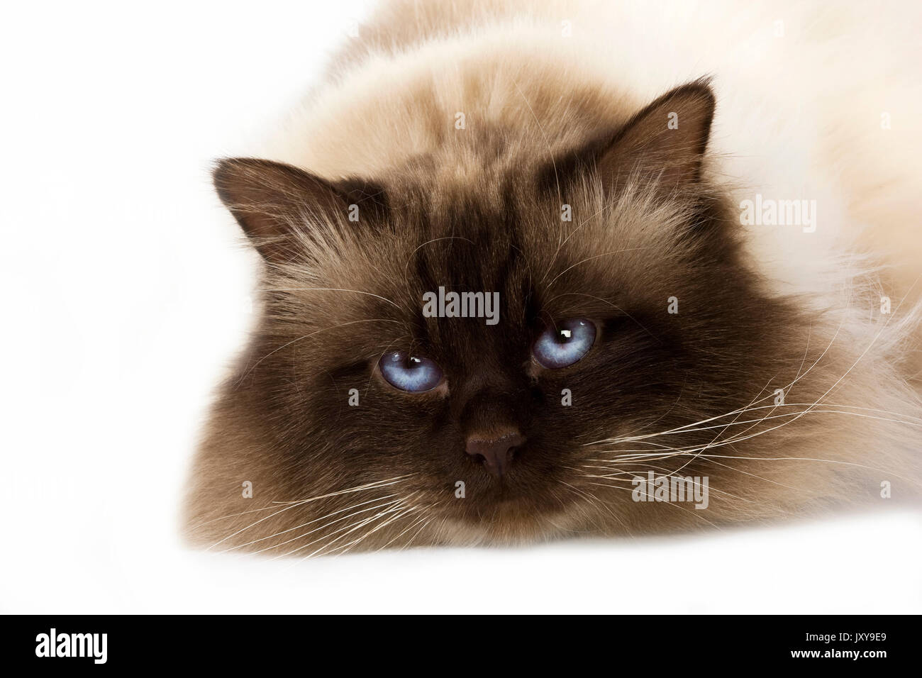 CHOCOLATE BIRMANESE CAT AGAINST WHITE BACKGROUND Stock Photo - Alamy