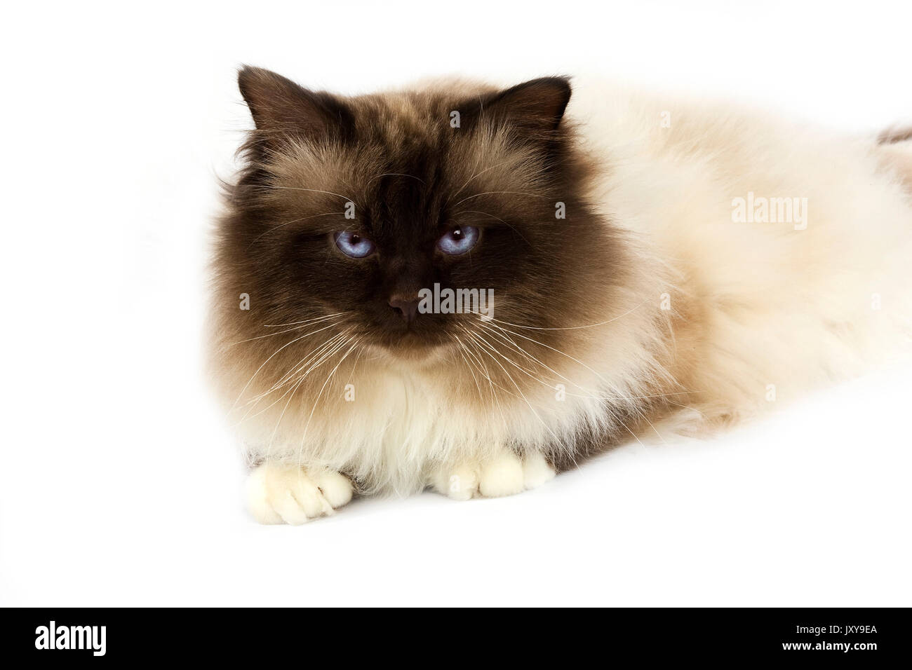 CHOCOLATE BIRMANESE CAT AGAINST WHITE BACKGROUND Stock Photo - Alamy