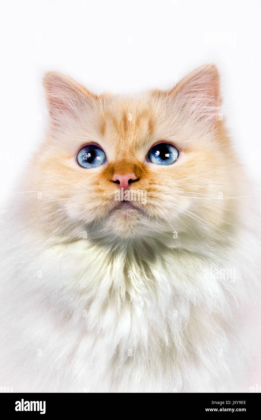 RED BIRMANESE CAT AGAINST WHITE BACKGROUND Stock Photo - Alamy