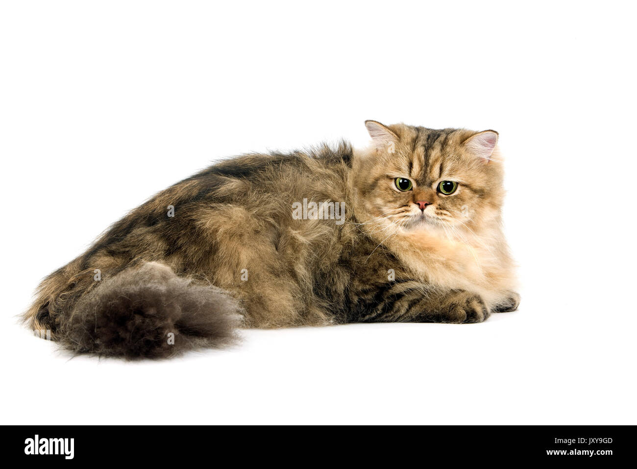 Golden persian cat hi-res stock photography and images - Alamy