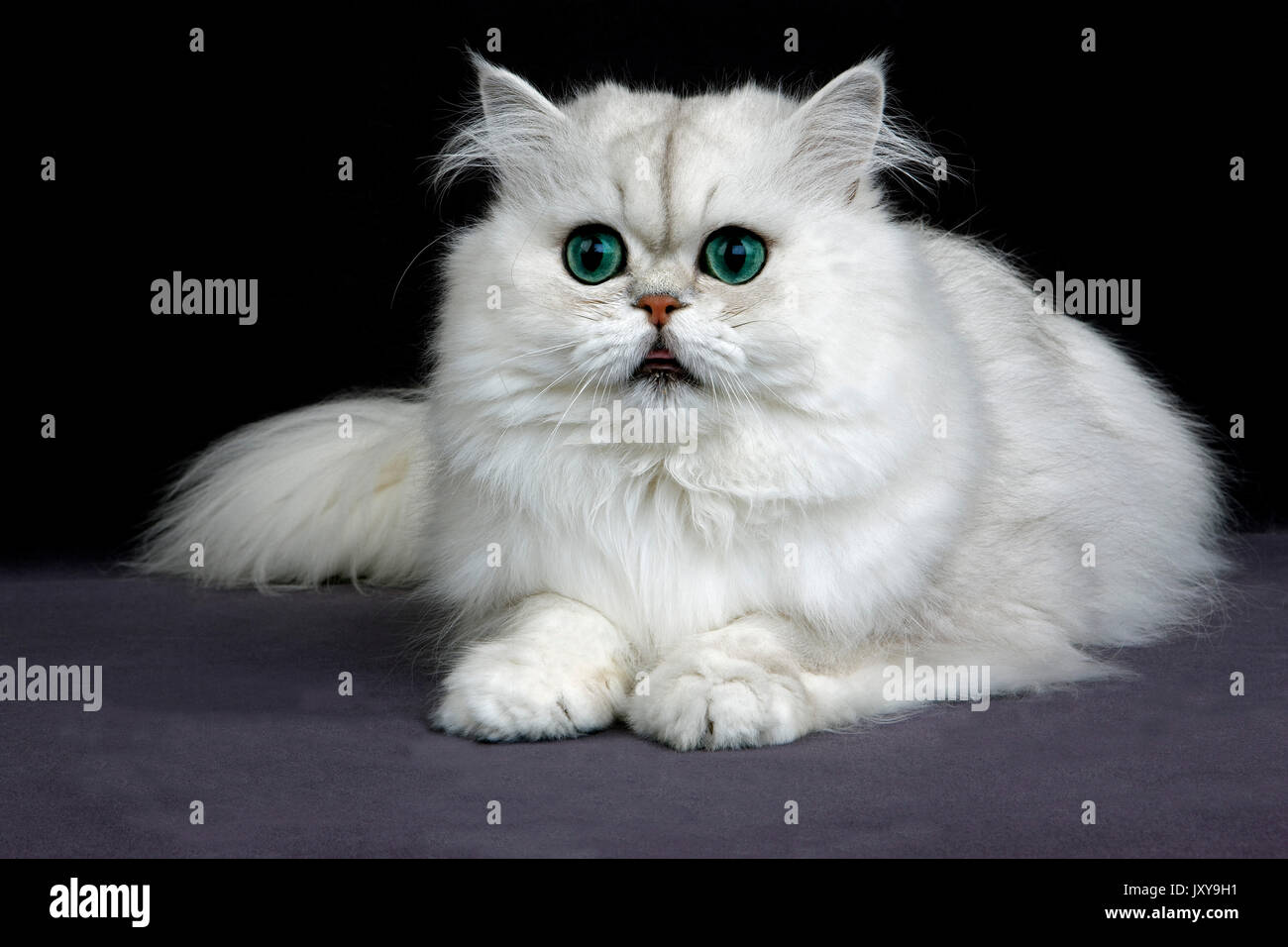 Chinchilla persian cat hi-res stock photography and images - Alamy