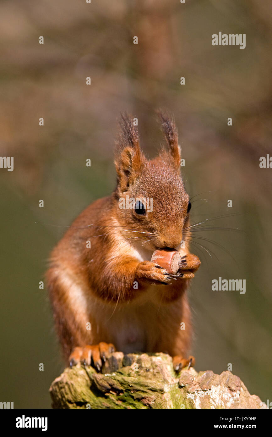 RED SQUIRREL sciurus vulgaris, ADULT EATING HAZELNUT, NORMANDY IN ...