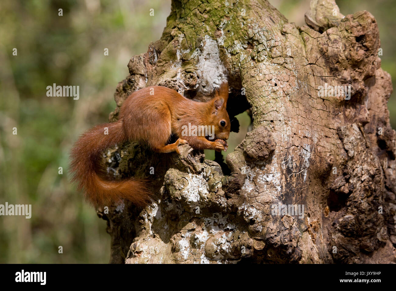 RED SQUIRREL sciurus vulgaris, ADULT EATING HAZELNUT, NORMANDY IN ...