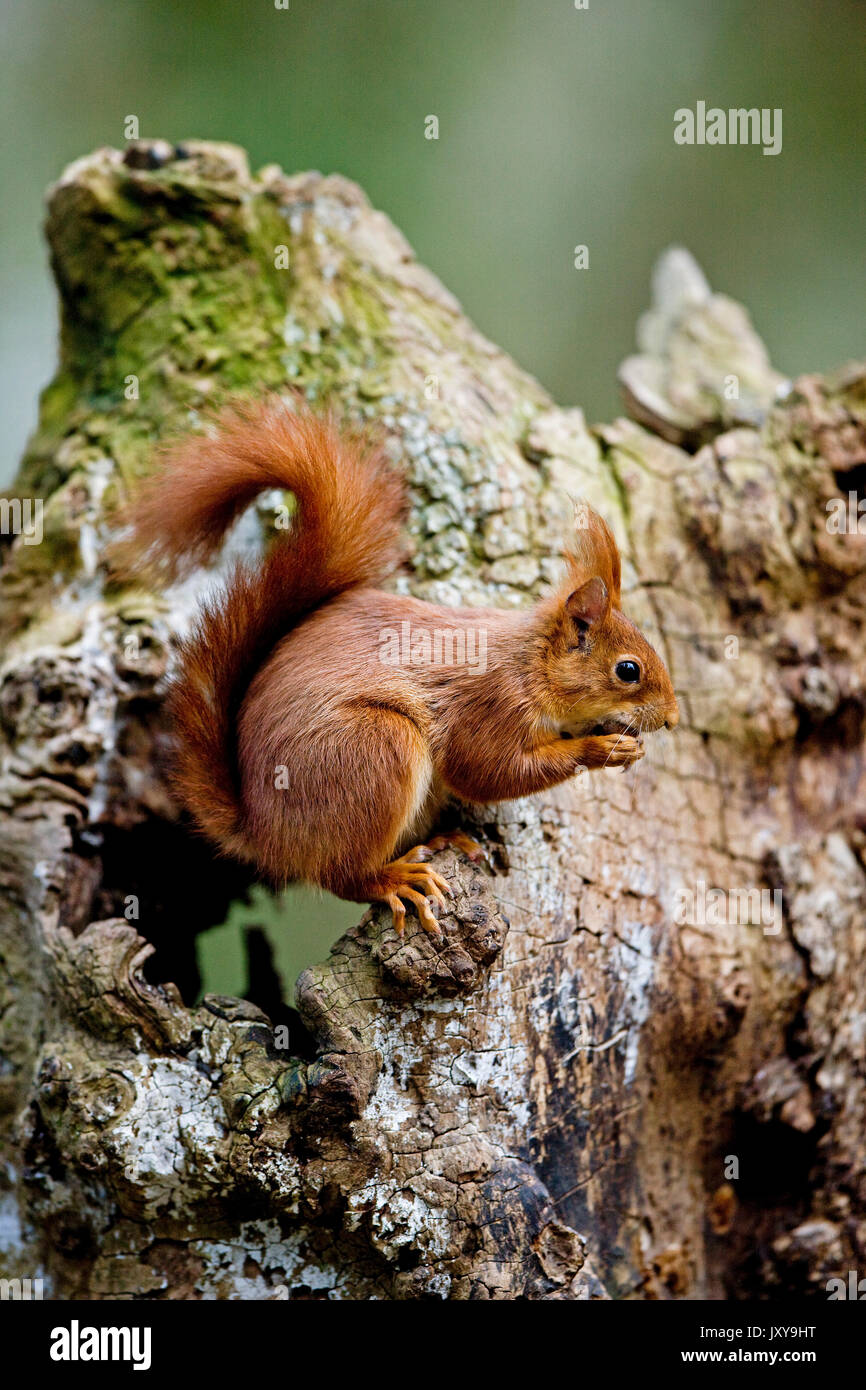 Red haired squirrel hi-res stock photography and images - Alamy