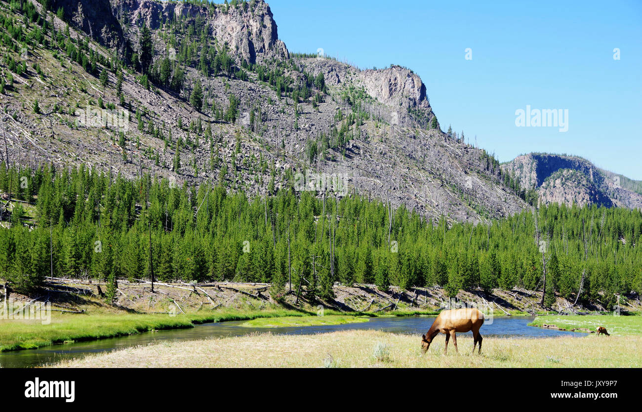 Yellowstone National Park Scenic View Stock Photo - Alamy