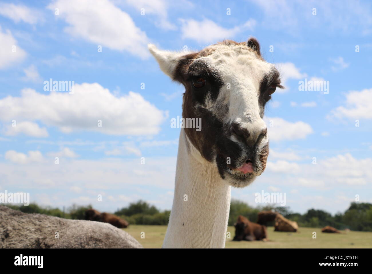 Lama species hi-res stock photography and images - Alamy
