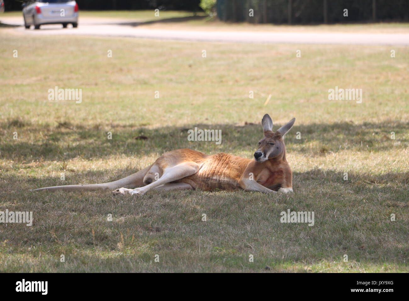 Albinos of africa hi-res stock photography and images - Alamy