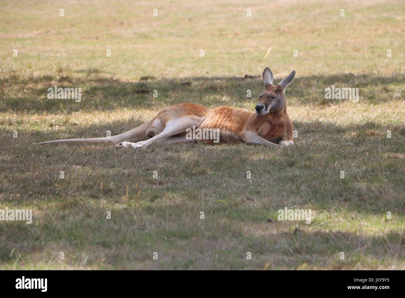 Kangaroo pocket hi-res stock photography and images - Alamy