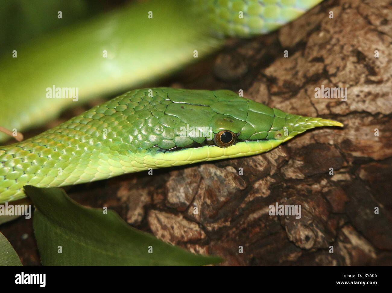 Vietnamese Rhinoceros ratsnake or Longnose snake (Gonyosoma boulengeri ...