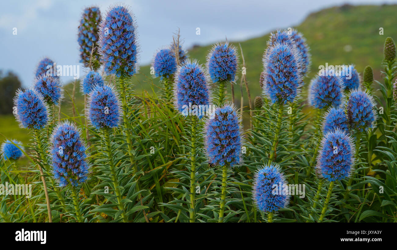 Madeira - Blue blooming flowers called the pride of madeira Stock Photo ...