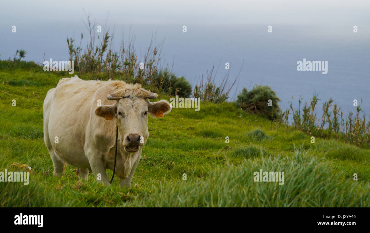 Madeira - Eating cow near Ponta do Pargo on green meadows near the ...