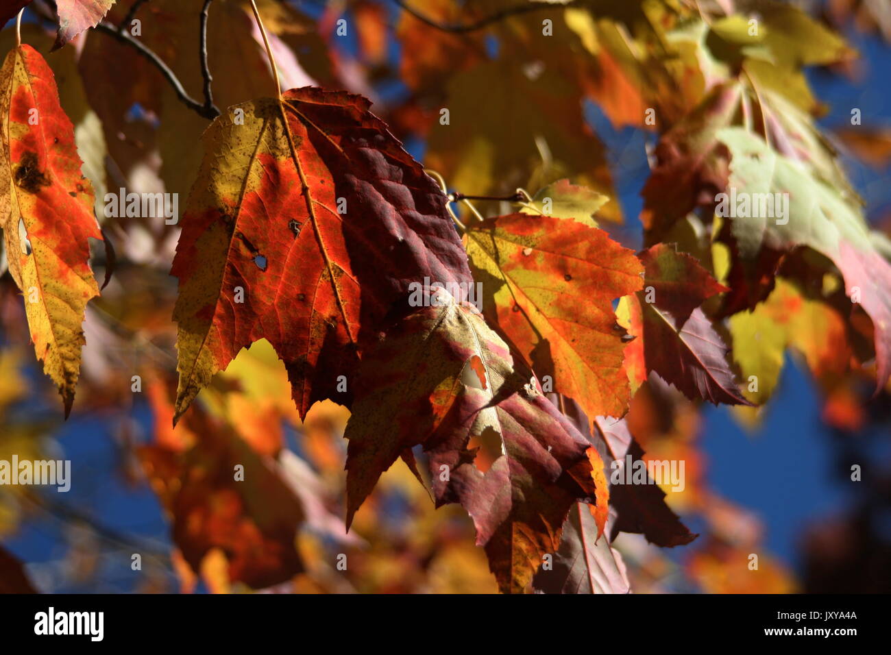Colors of Fall Stock Photo - Alamy