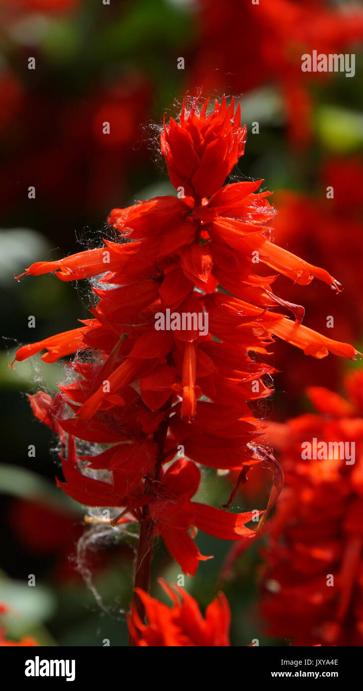 Madeira - Big red blooming flower in Jardim Municipal in Funchal Stock ...