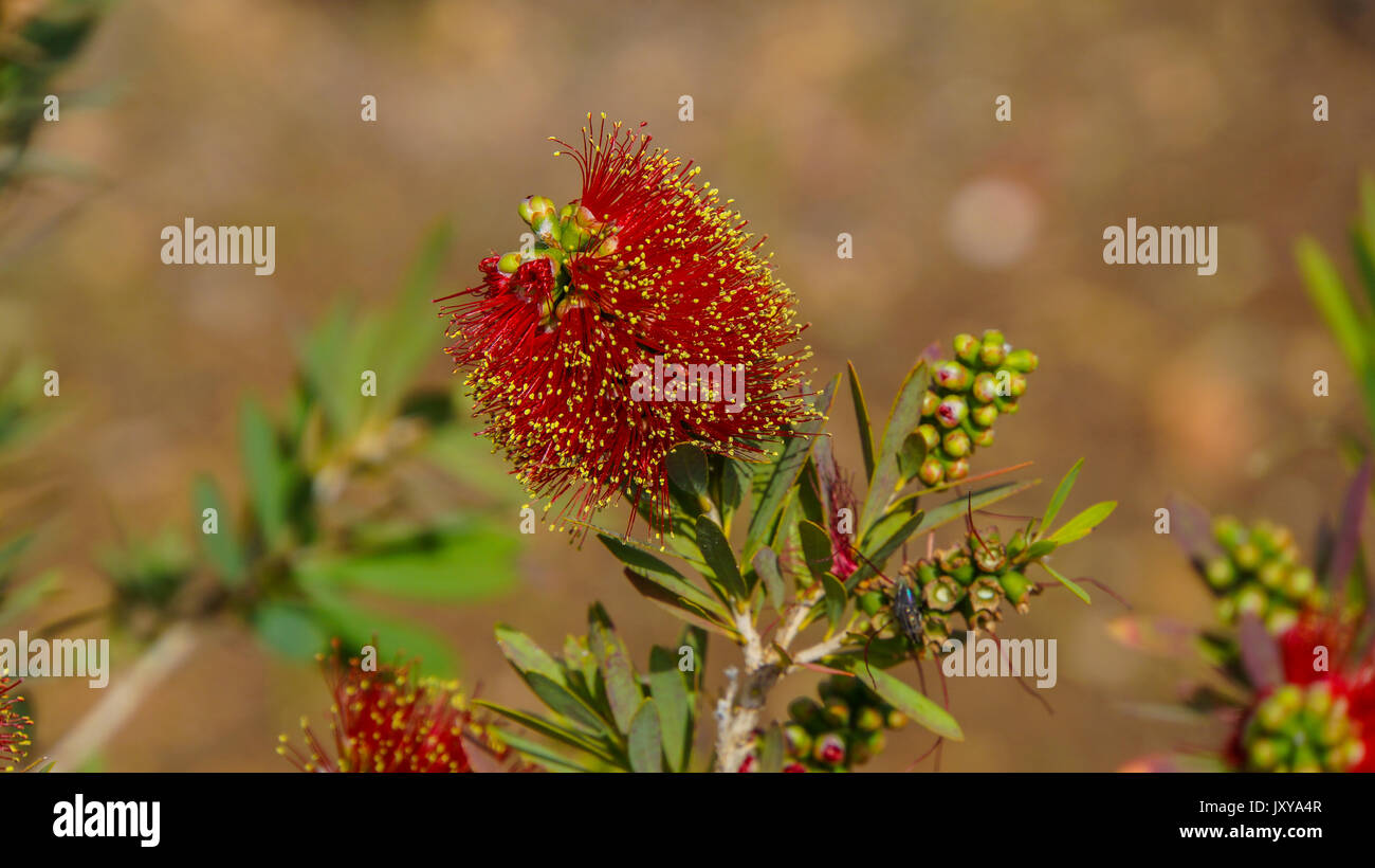 Madeira - Red bottlebrush flower in Funchal in Parque de Santa Catarina ...