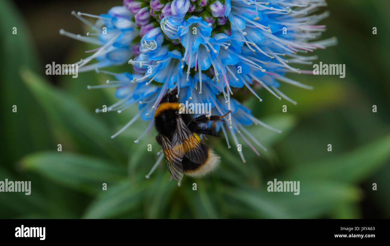 Madeira - Blue blooming pride of Madeira flower with resting bumblebee ...
