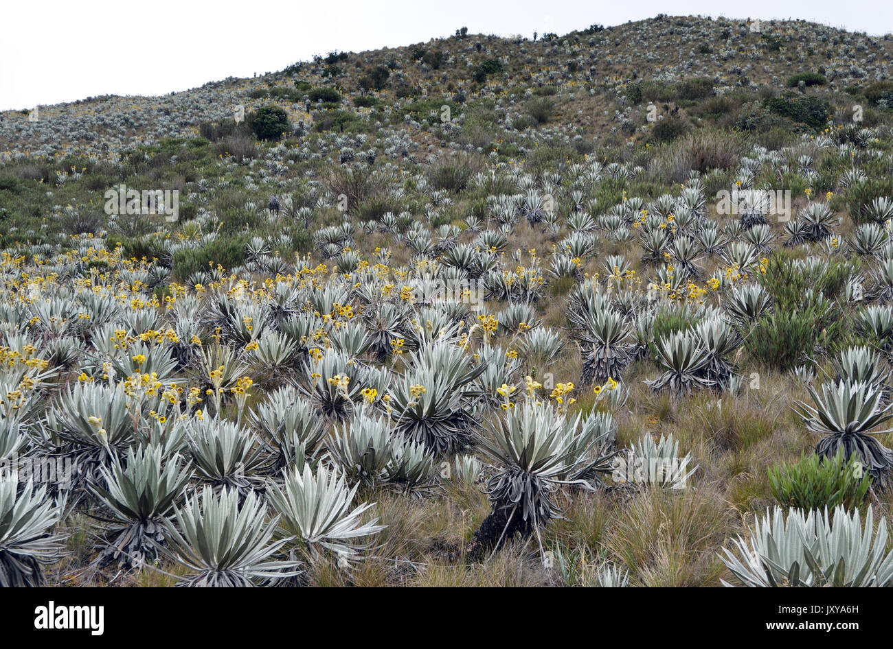 Tundra biome hi-res stock photography and images - Alamy