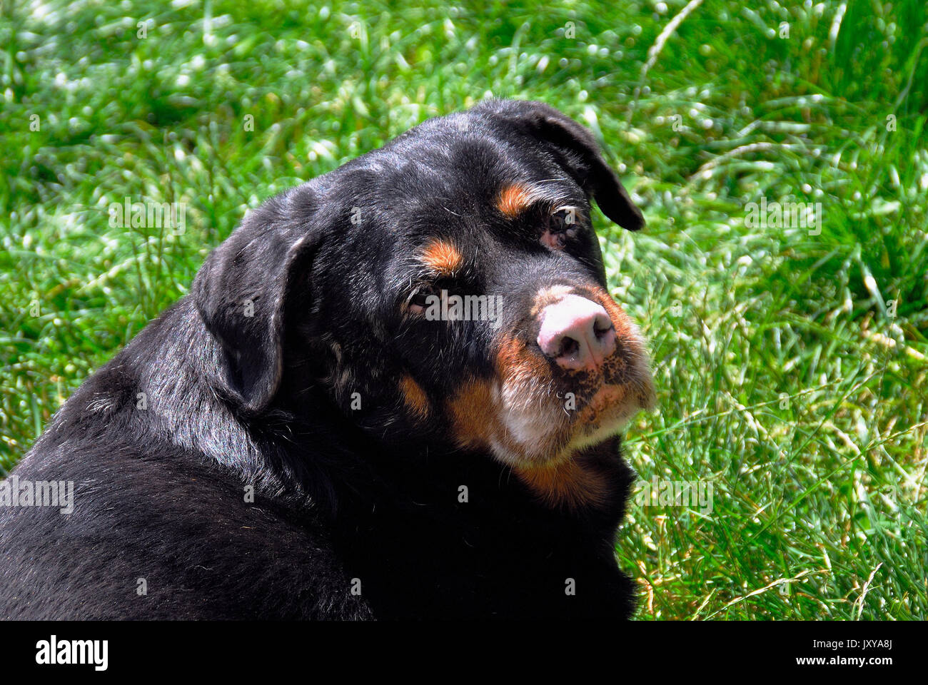 Rottweiler old hi-res stock photography and images - Alamy